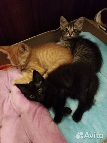 Ласковые и домашние котята 1,5 месяца