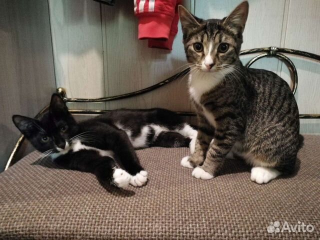 Котята-подростки (4мес.)