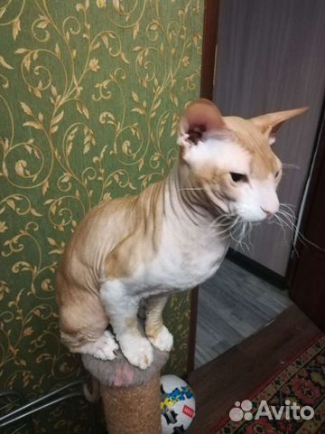 Отдам кота девон рекс