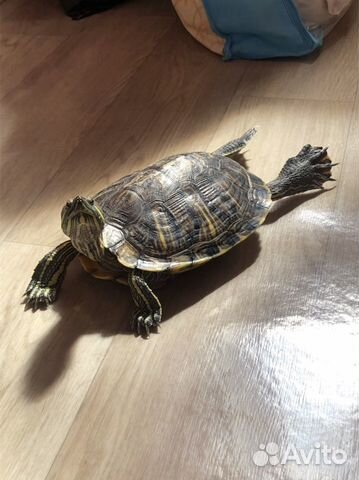 Краноухие черепашки