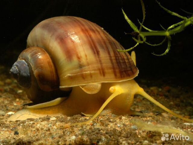Улитки аквариумные