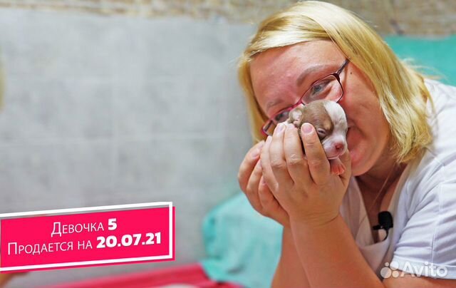 Американский Булли девочка шоколадный триколор