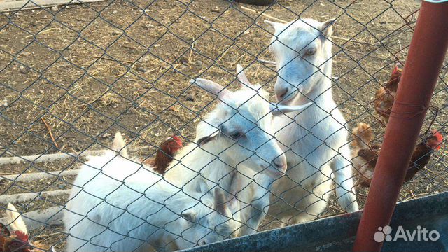 Продаются козлята