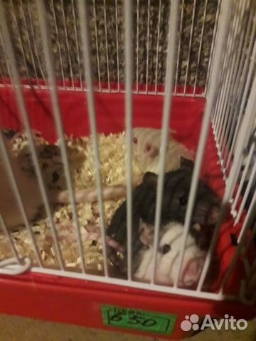 Отдам крысят