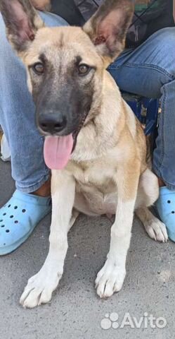 Метис в добрые руки