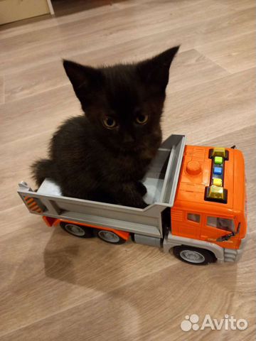Котята в дар