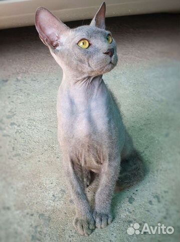 Котик Донской сфинкс