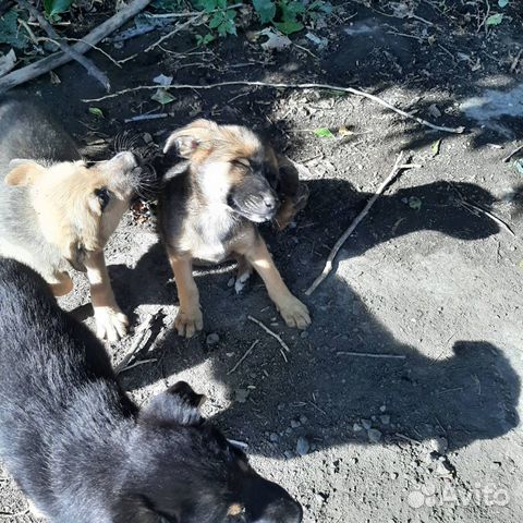 Щенки в хорошие руки