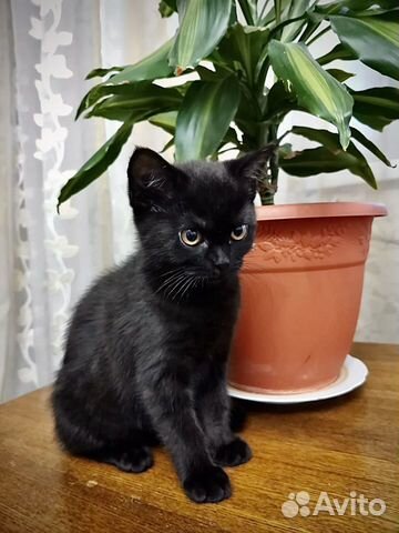 Шотландская кошечка скоттиш-страйт
