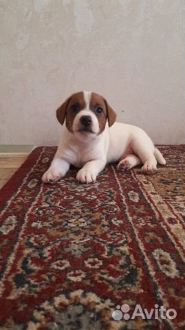 Щенки джек рассел терьер