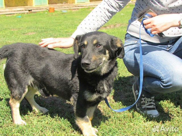 Няш в добрые руки