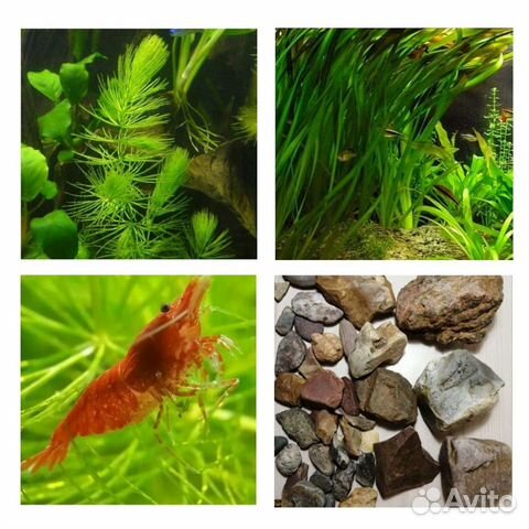 Креветки, камни, водоросли для аквариума