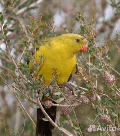 Горный попугай (Polytelis anthopeplus)