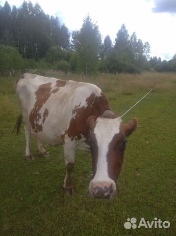 Айширская корова,продается на что угодно.не больна