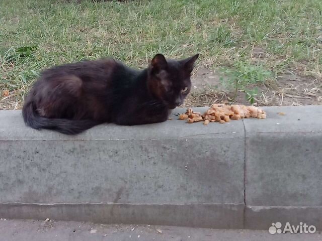 Кошечка или котик незнаю, погибает бездомыш