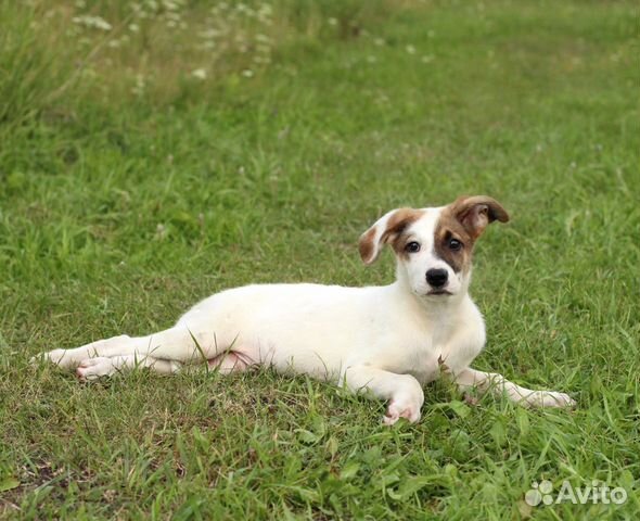 Мистер очарование, щенок Маркиз, в дар