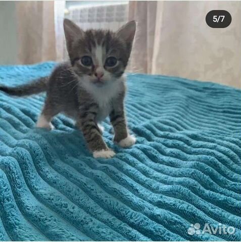 Котёнок Кнопик