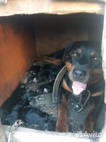 Щенки Ротвейлера