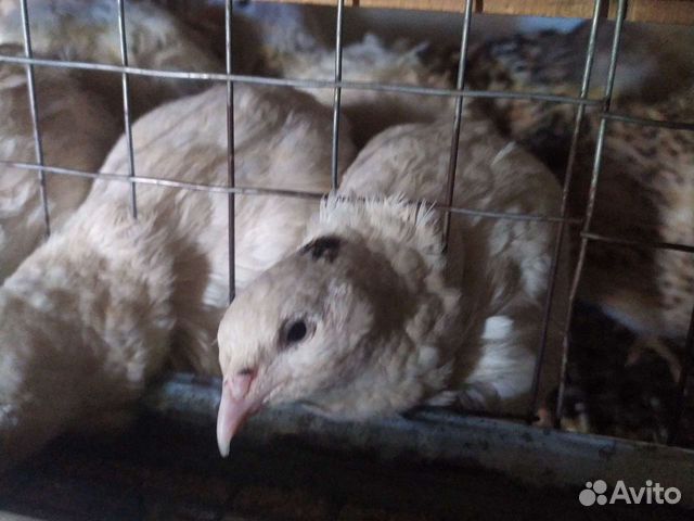 Перепела несушки