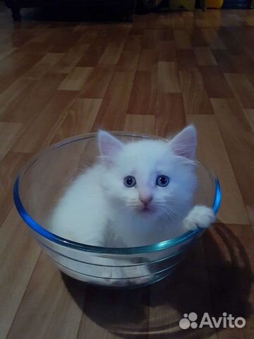 Русский голубоглазый блондин