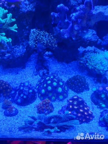 Кораллы для начинающих