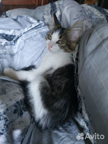 Котенок мальчуган 2 месяца