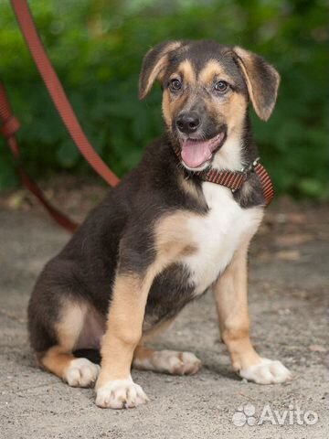 Альма- хочу быть овчаркой