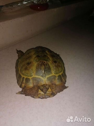 Черепаха сухопутная