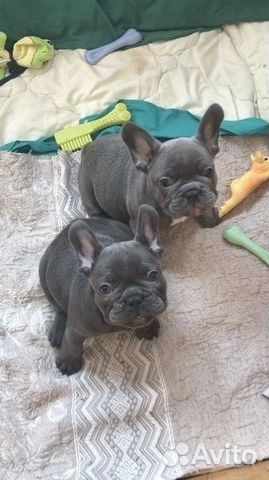 Французский бульдог щенки