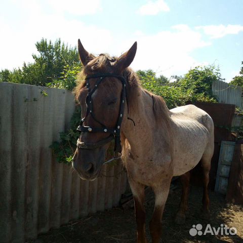 Мерин(конь)