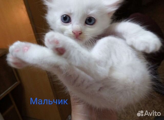 Белые ангоры