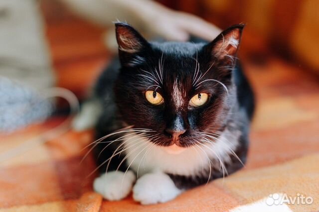 Яркая кошка Коко в добрые руки