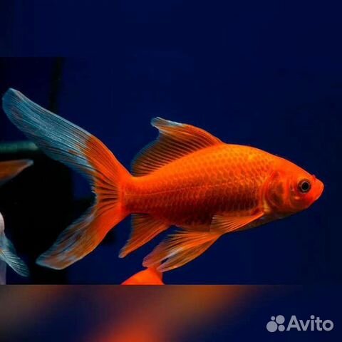 Золотая рыбка комета
