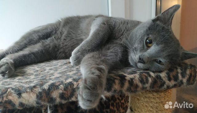 Котик Деми