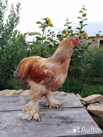 Петух Брама, петух Маран, петух Борковский Барвист