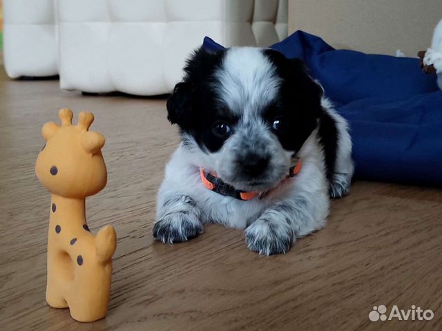 Щенок шпица и пуделя