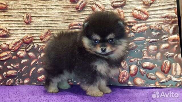 Щенки померанского шпица