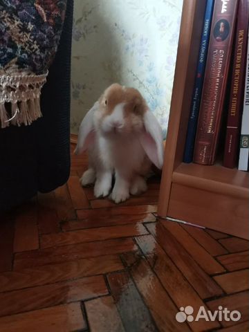 Декоративные кролики вислоухие