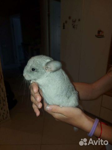 Шиншилла мозаичная