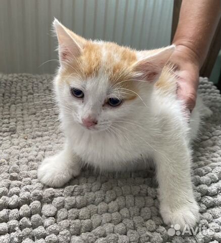 Котенок в добрые руки