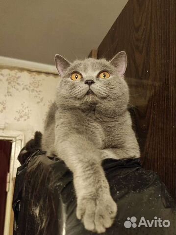 Британские котята