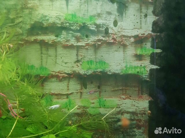 Рыбки данио