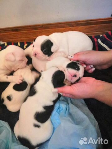 Французский будьдог