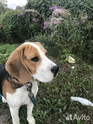 Отдам собаку породы бигль