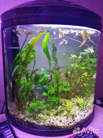 Готовый аквариум