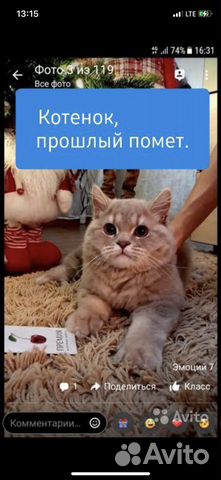 Котята британцы