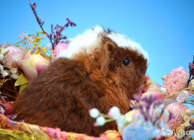 Малышка девочка морской свинки американский тедди