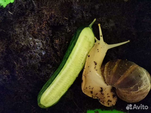 Улитки ахатины