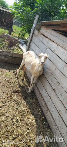 Коза дойная Ламанча