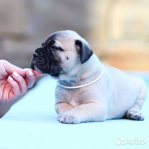 Бульмастиф